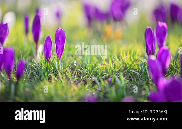 Wild spring crocuses blooming in forest meadow, calm sunny atmosphere ...