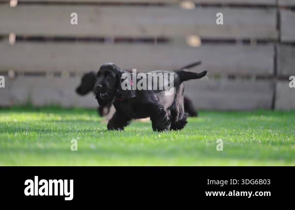 Dogs running free in countryside garden during summer Stock Video ...