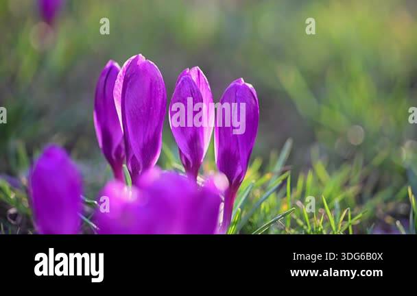 Wild crocuses glowing in sunlight, tranquil forest spring in 4K Stock ...