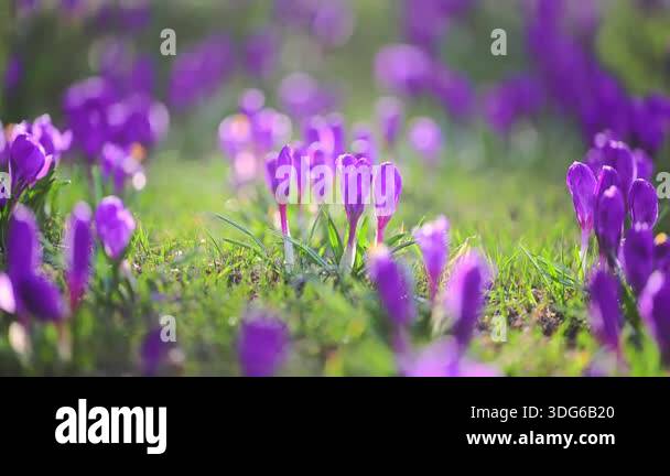 Spring crocus blossoms in forest clearing with soft light, calming slow ...