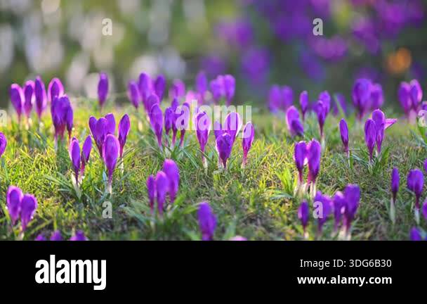 Spring crocuses glowing in golden sunlight on forest meadow, cinematic ...