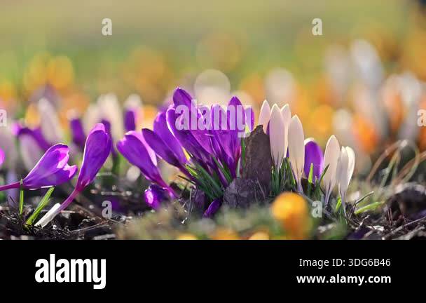 Crocus flowers blooming in spring light, freshness and renewal concept ...