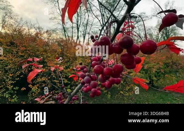 Red leaves and fruit cover a Mokum apple tree in autumn Stock Video ...