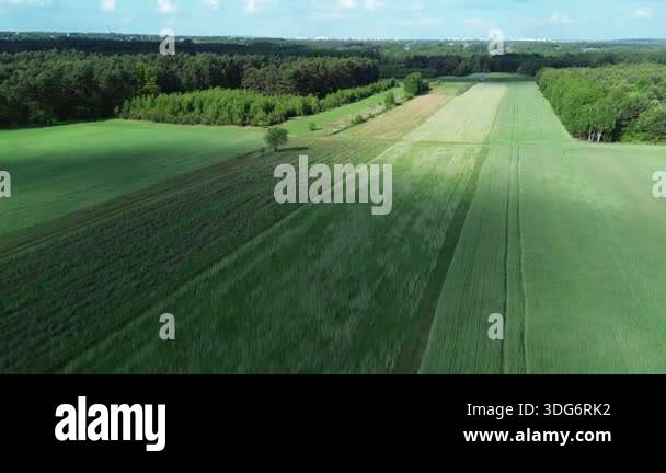 Tractor lines in green agricultural crop field aerial view Stock Video ...