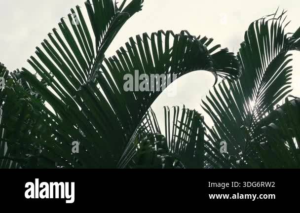 Chrysalidocarpus lutescens, also known as Dypsis lutescens and as ...