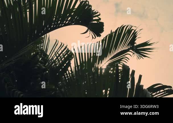 Chrysalidocarpus lutescens, also known as Dypsis lutescens and as ...