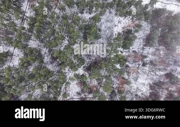 Winter forest top view with evergreen trees Stock Video Footage - Alamy