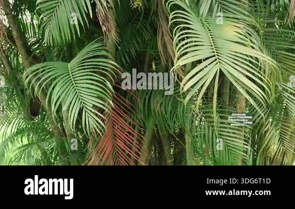 Chrysalidocarpus lutescens, also known as Dypsis lutescens and as ...