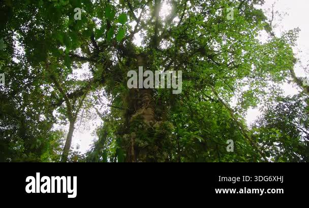 Massive ancient tree rising through dense Costa Rica rainforest canopy ...