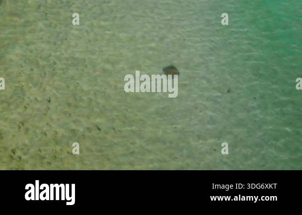Solitary stingray visible in shallow clear water along sandy tropical ...