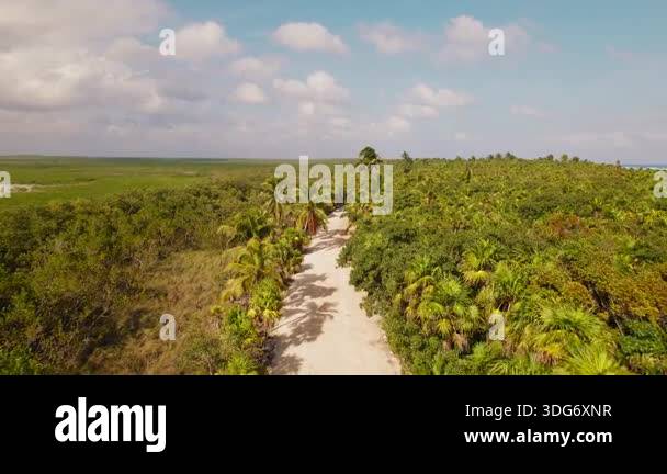 Jungle dirt road surrounded by lush green tropical vegetation in ...