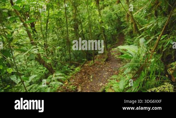 Narrow Costa Rica rainforest trail winding through thick tropical ...