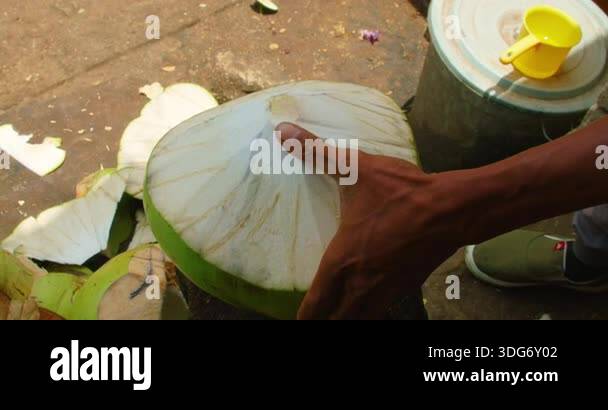 Close up shot hand removes green husk from young coconut preparing ...