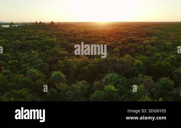 Sunset golden light over tropical coast with rocky shore and palm ...