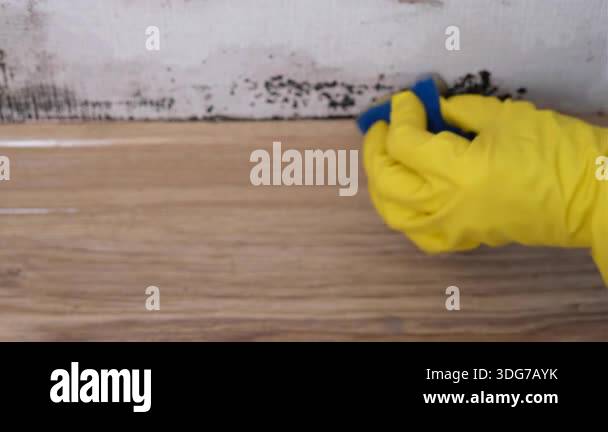 A person scrubbing mold from a wall using a brush. The activity takes ...