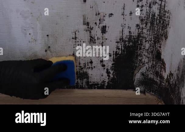 A person scrubbing mold from a wall using a brush. The activity takes ...