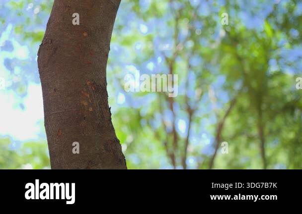 Close-up of tree bark texture with softly blurred forest background ...