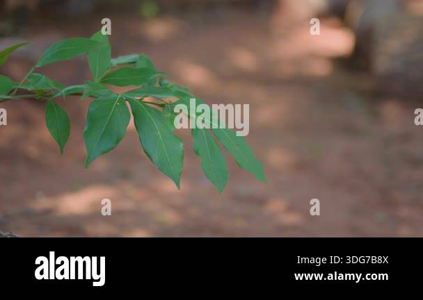 Close-up of green leaves on a branch moving gently in the wind outdoors ...