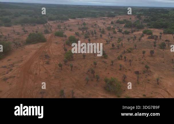 Wide aerial landscape of red dirt savanna with scattered palm trees and ...