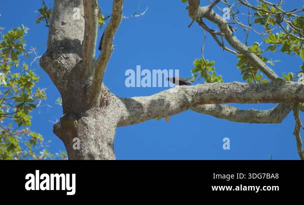 Black bird perched on a tree branch against a blue sky, staying alert ...