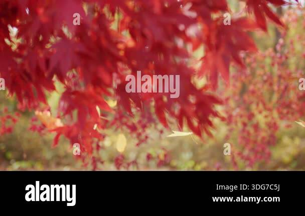 Golden leaves in a autumn forest. Red maple branches against blurred ...