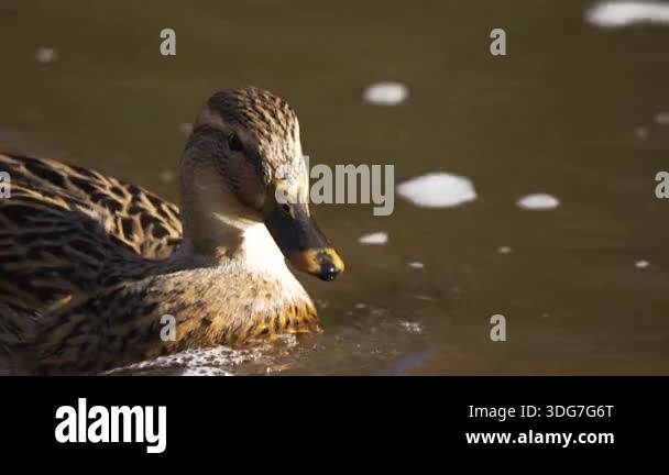 Close-up wild duck swimming in calm pond water. Mallard floating ...