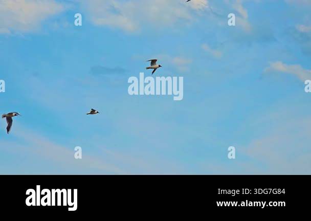 Seagulls flying freely through bright blue sky. Coastal birds gliding ...