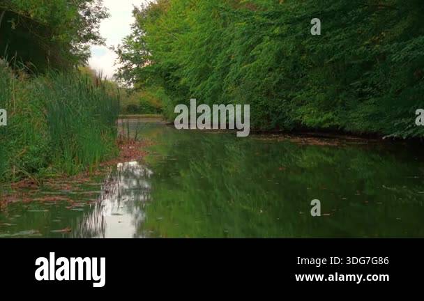 Bright river stretching along forest edge surrounded by tall reeds and ...