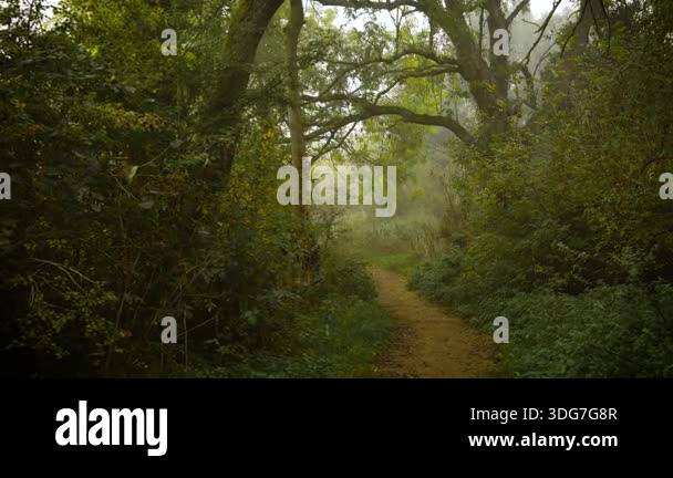 Narrow forest path curving beneath tall trees covered in mist and green ...