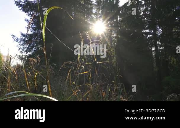 Dolly shot of morning sun rays piercing through forest trees ...