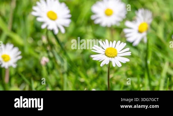 Close-up of white daisy flowers slowly closing their petals before ...