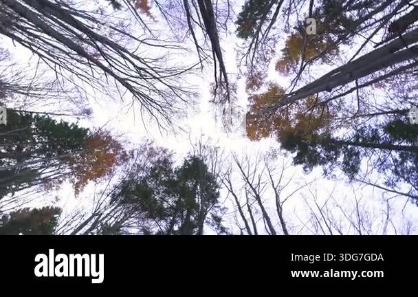 Upward view of tree crowns in an autumn forest as the camera slowly ...