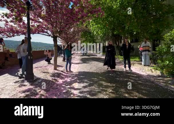 Budapest, Hungary - April 18, 2025: Tree-lined promenade at Budapest ...
