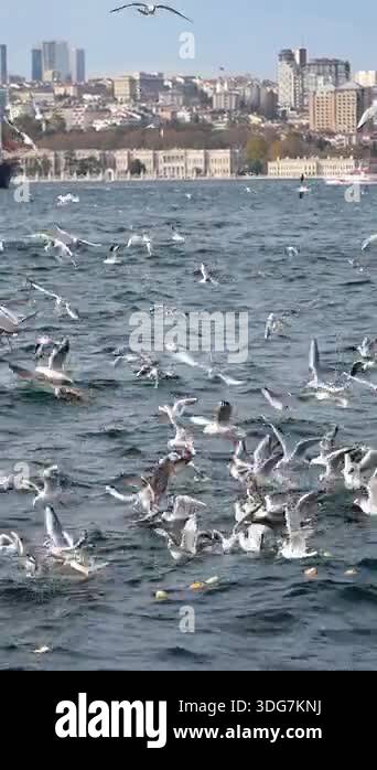 Birds fly and swim in the water while people feed them in Istanbul ...