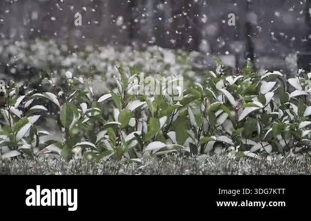 Snow covers green bushes as winter weather brings cold and white Stock ...