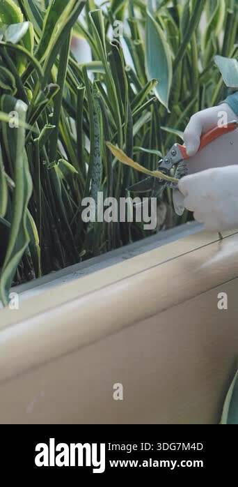 Someone removes weeds and tends to plants in a home garden space Stock ...