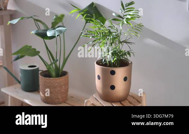 Two green plants on a shelf with bright sunlight shining in Stock Video ...