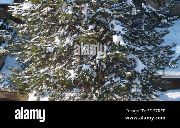 Snow-covered pine tree sways in cold, frosty wind. Winter storm ...
