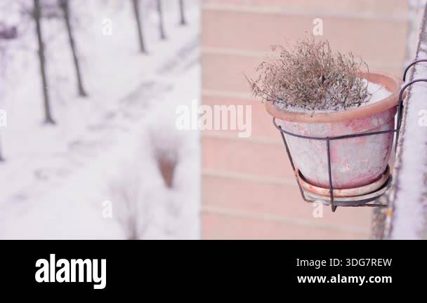 Close-up of a withered plant in a terracotta flower pot covered with ...