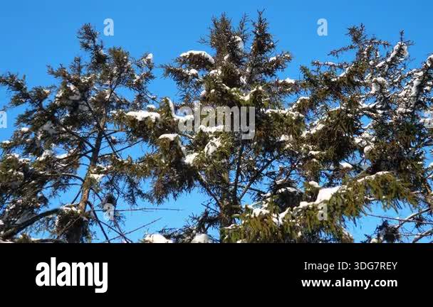 Snow-covered Fir Spruce tree against blue sky. Consequences of Winter ...