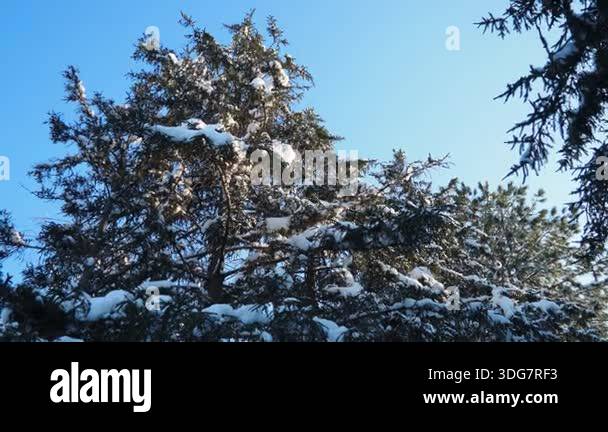 Snow-covered Fir Spruce tree against blue sky. Consequences of Winter ...
