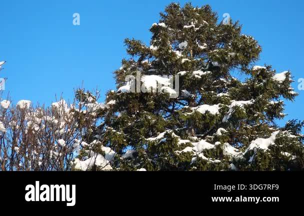 Snow-covered Fir Spruce tree against blue sky. Consequences of Winter ...