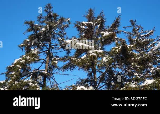 Snow-covered Fir Spruce tree against blue sky. Consequences of Winter ...