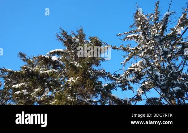 Snow-covered Fir Spruce tree against blue sky. Consequences of Winter ...
