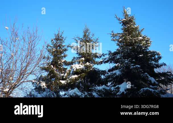 Snow-covered Fir Spruce tree against blue sky. Consequences of Winter ...