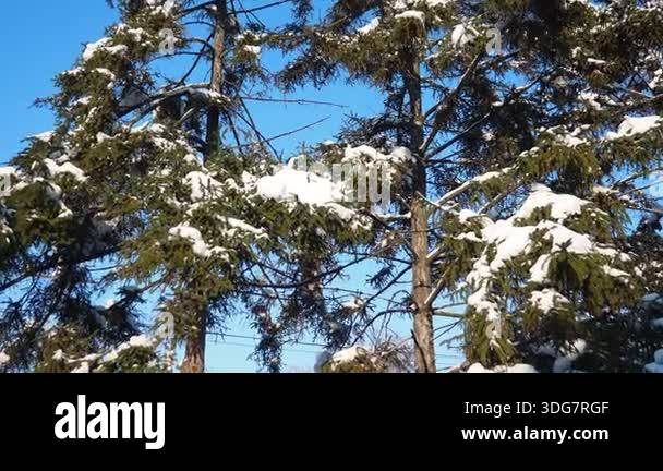 Snow-covered Fir Spruce tree against blue sky. Consequences of Winter ...