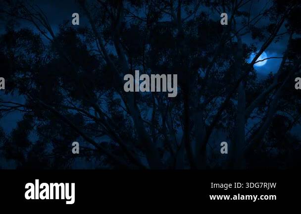 Moon Behind Large Trees In Stormy Weather Stock Video Footage - Alamy