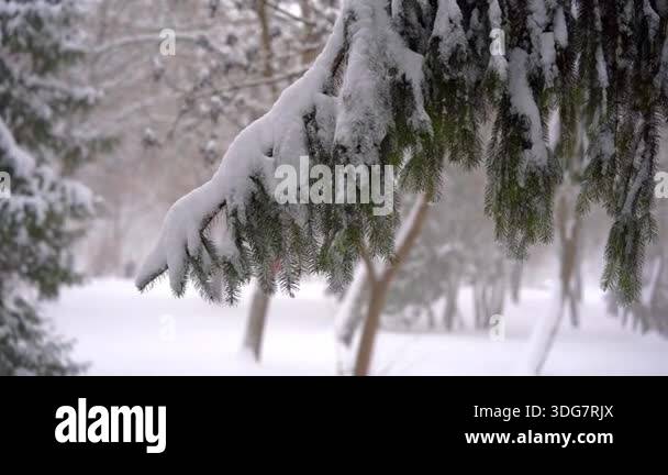 Close-up of a dark green spruce branch heavily covered with thick white ...