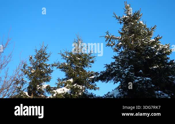 Snow-covered Fir Spruce tree against blue sky. Consequences of Winter ...