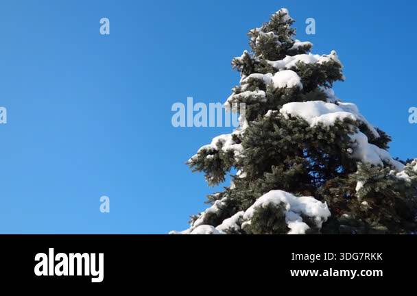 Snow-covered Picea pungens Fir Spruce tree against blue sky. Blue ...
